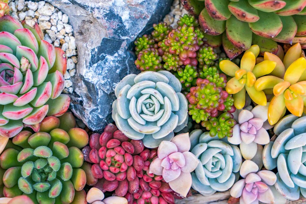 Everything You Need To Know About Succulents | Exubia